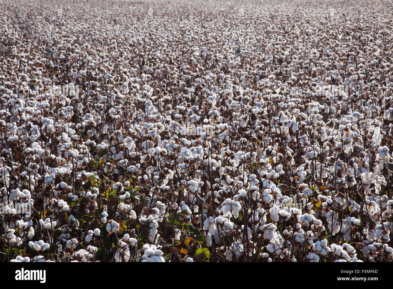 Cotton plant field hi-res stock photography and images - Alamy