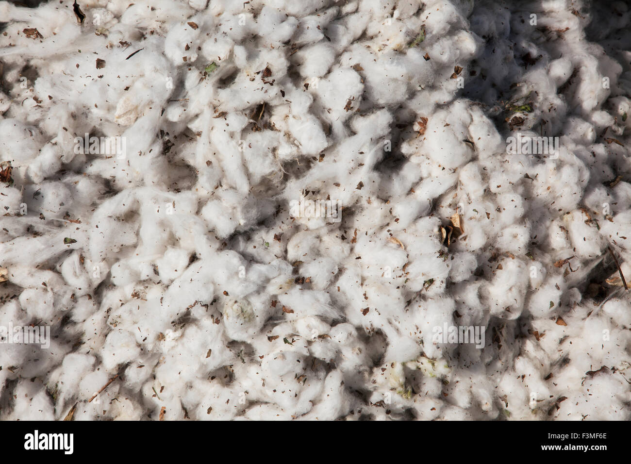 Cotton lint hi-res stock photography and images - Alamy