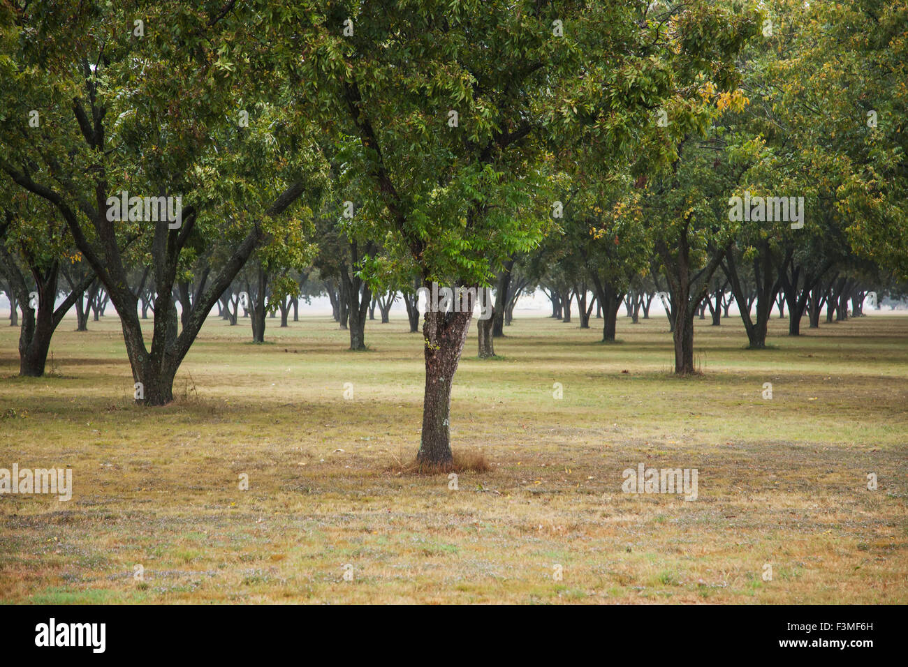 Pecan tree in grove hi-res stock photography and images - Alamy
