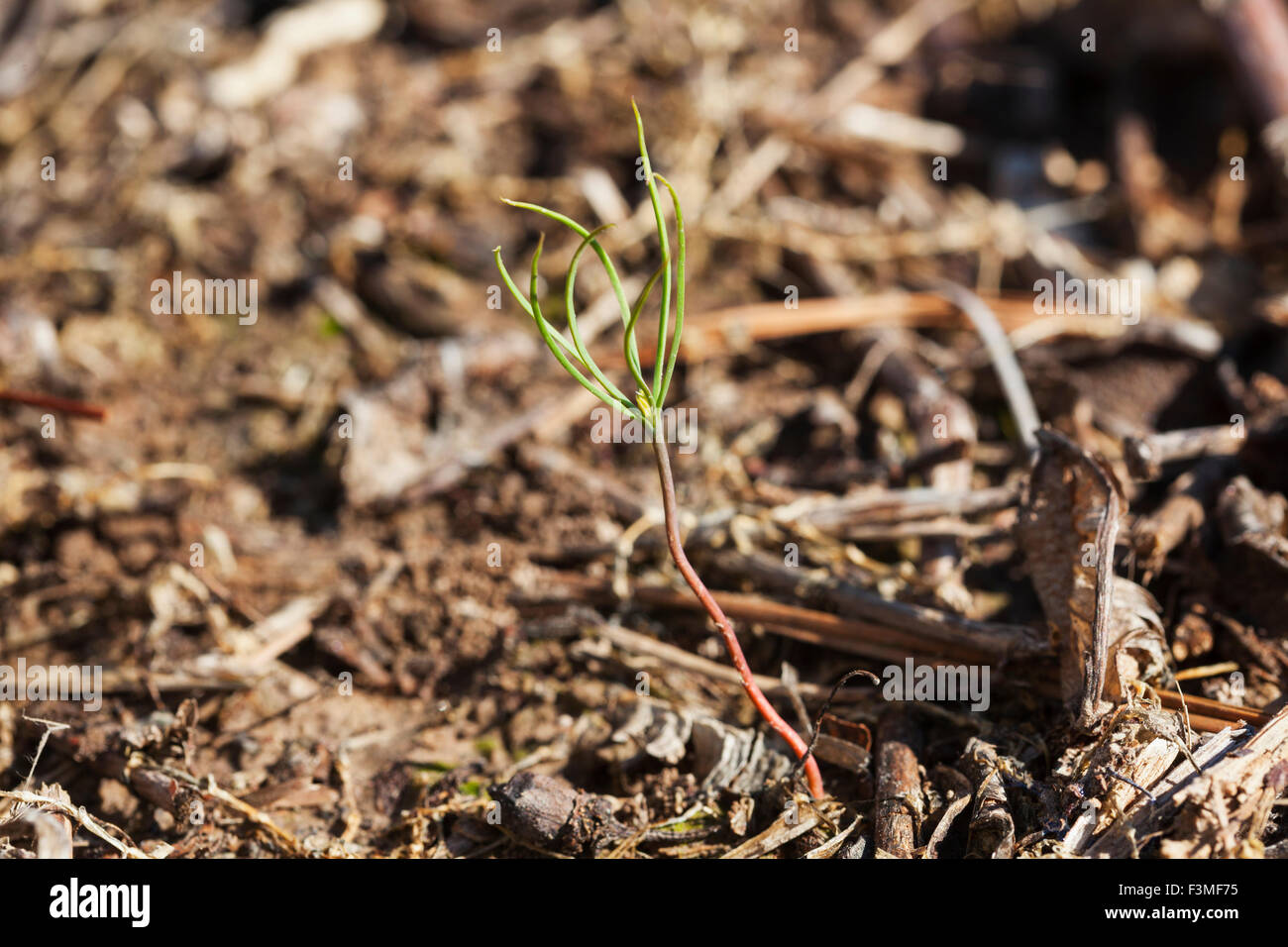 Seedling and farm crop field hi-res stock photography and images - Alamy