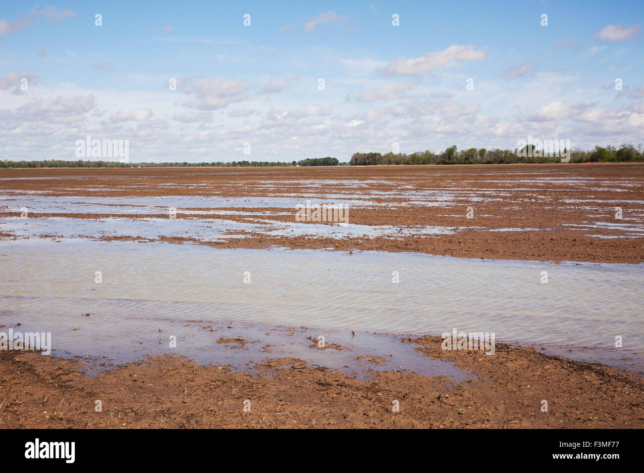 Field tree soil water hi-res stock photography and images - Alamy