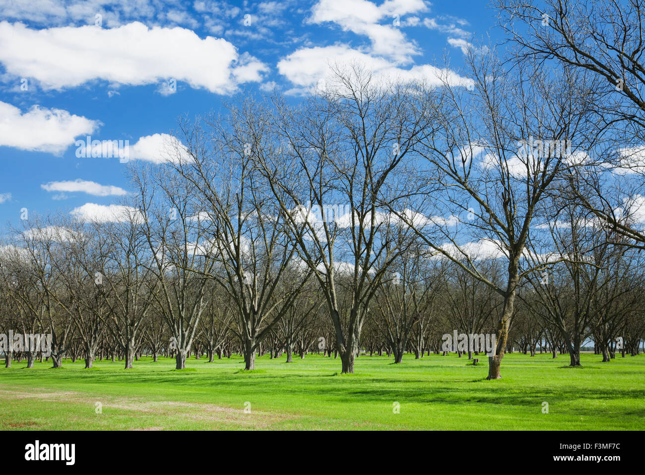 Pecan tree in grove hi-res stock photography and images - Alamy