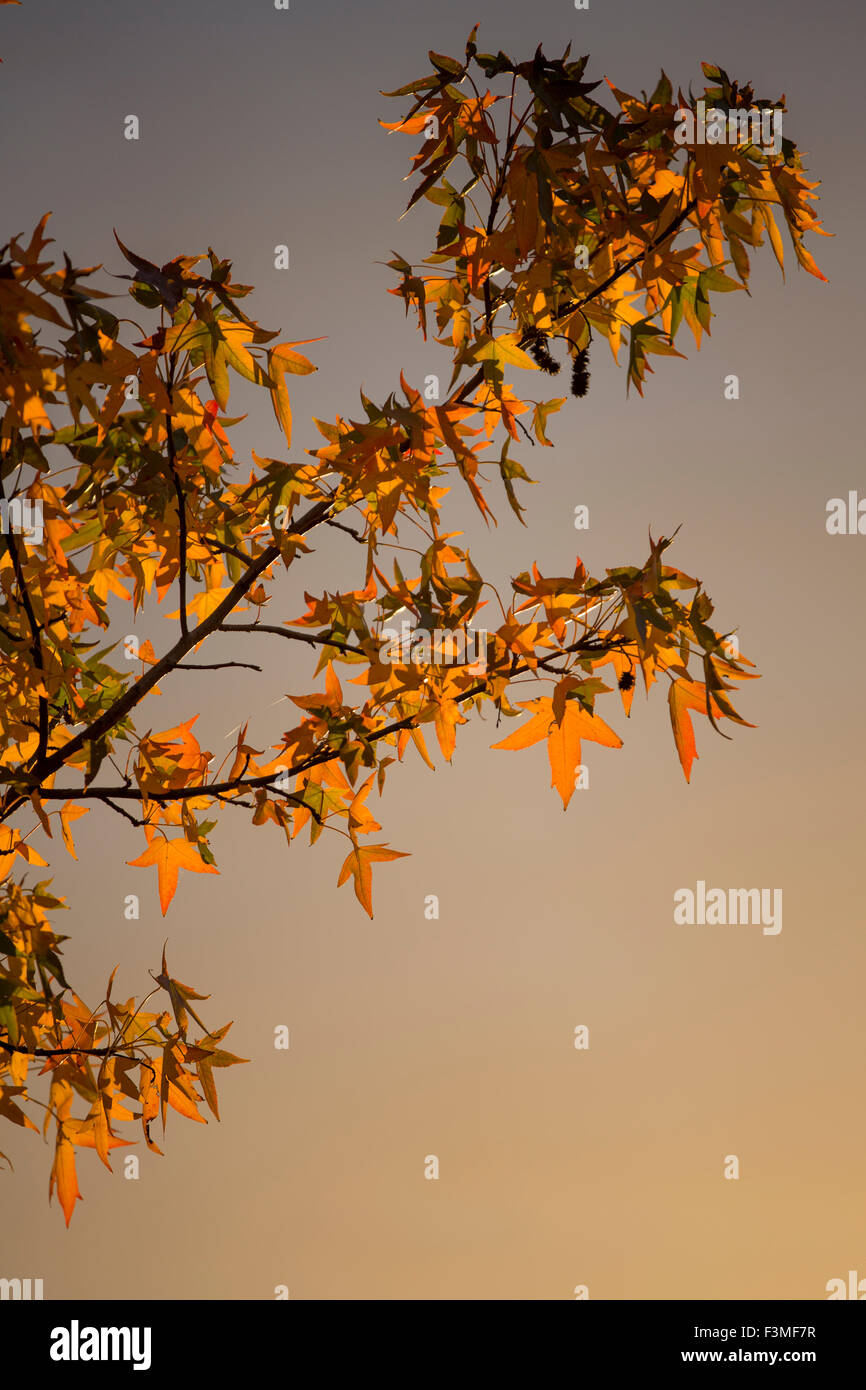 Autumn maple leaves lit by sunset Stock Photo - Alamy