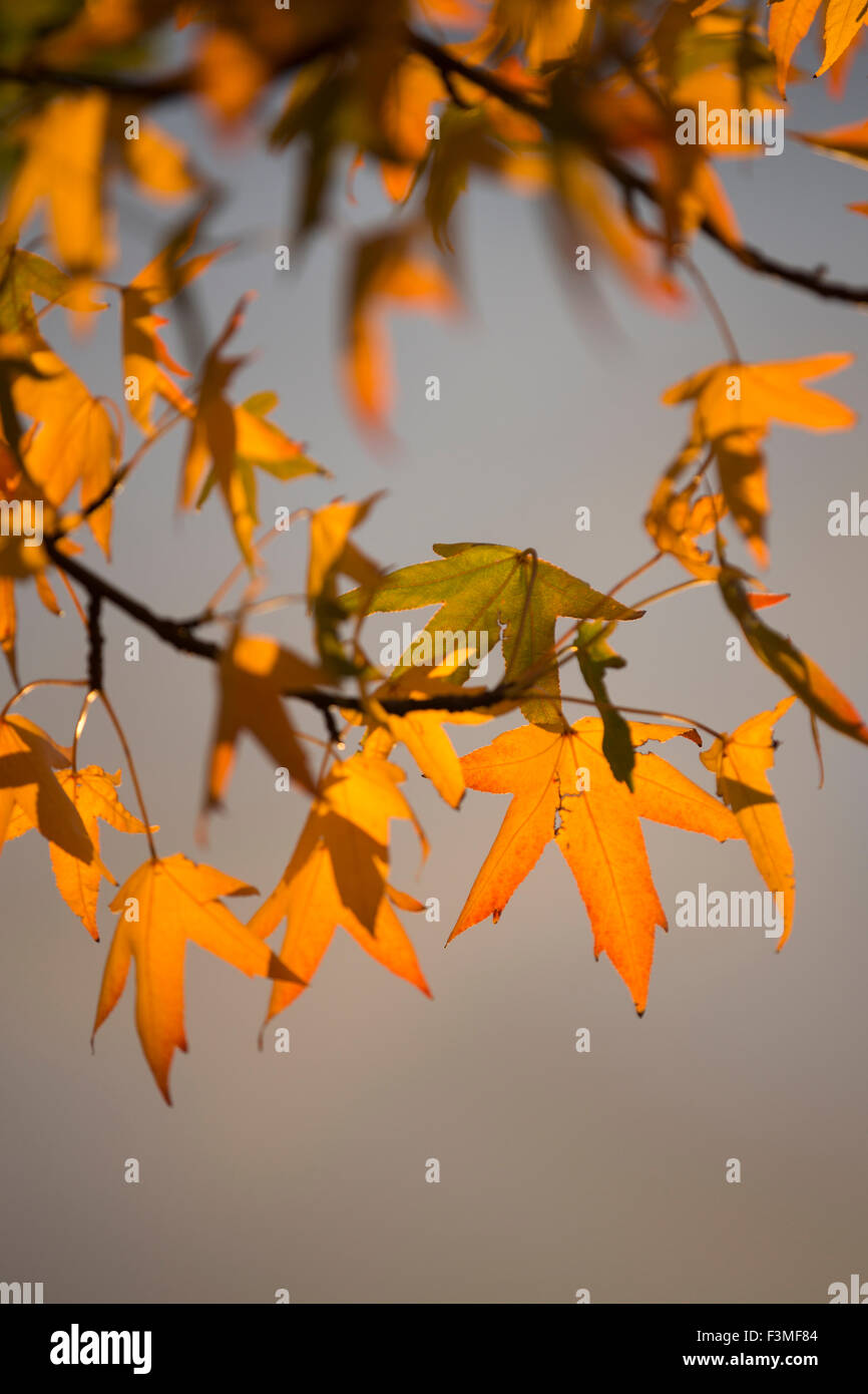 Lit by sunset hi-res stock photography and images - Alamy