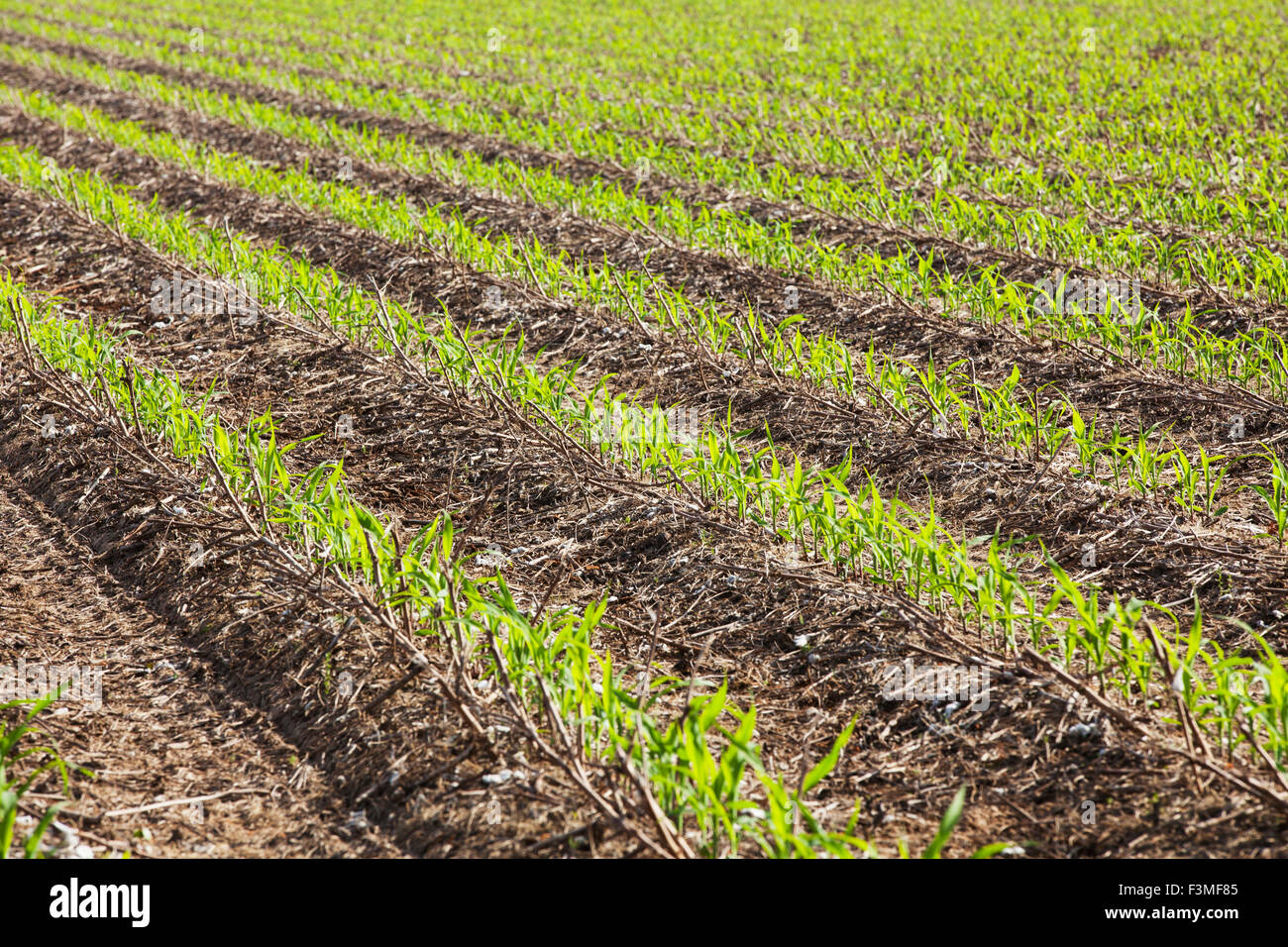 Corn growth stage hi-res stock photography and images - Alamy