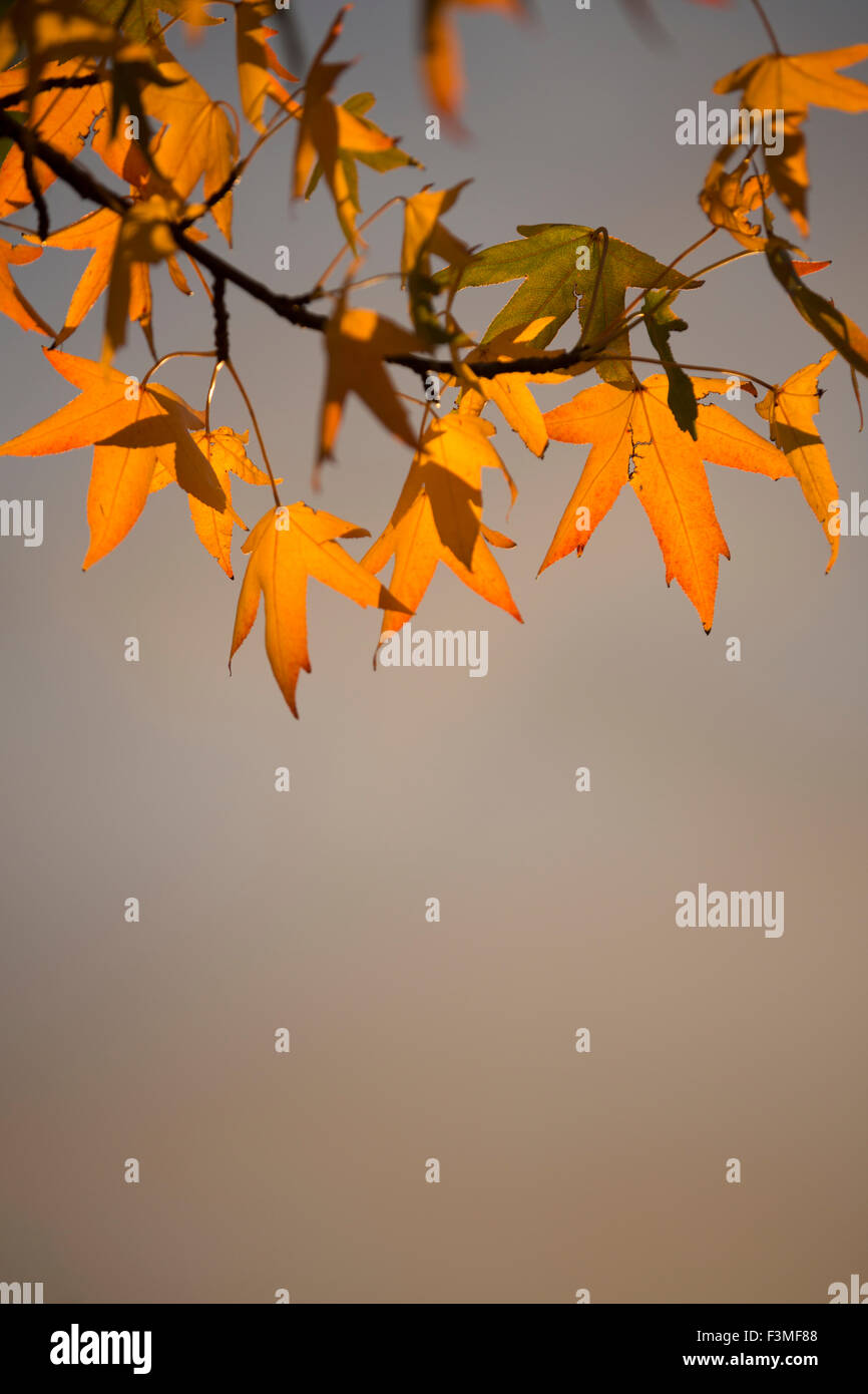 Autumn maple leaves lit by sunset Stock Photo - Alamy