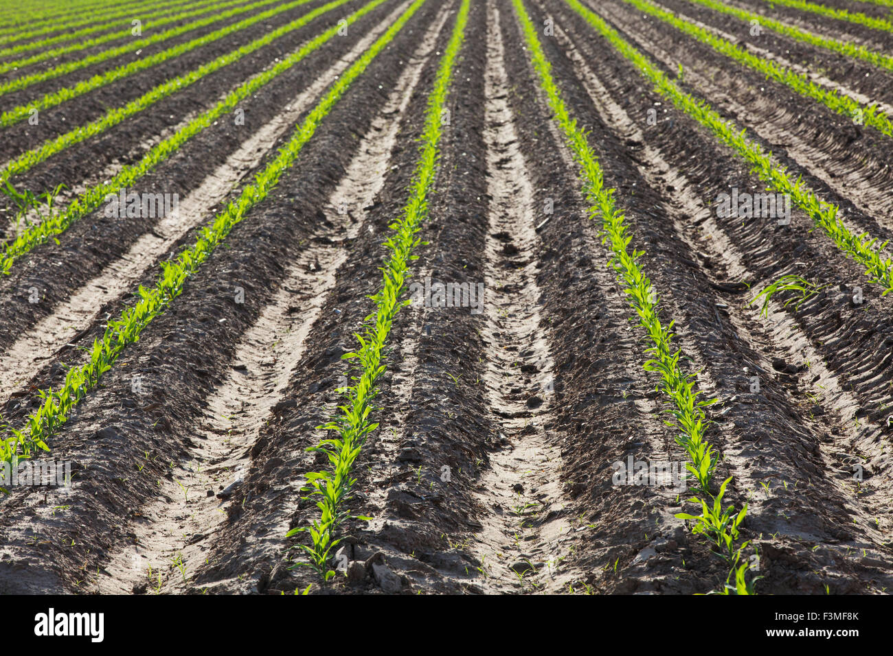 Maize irrigation usa hi-res stock photography and images - Alamy