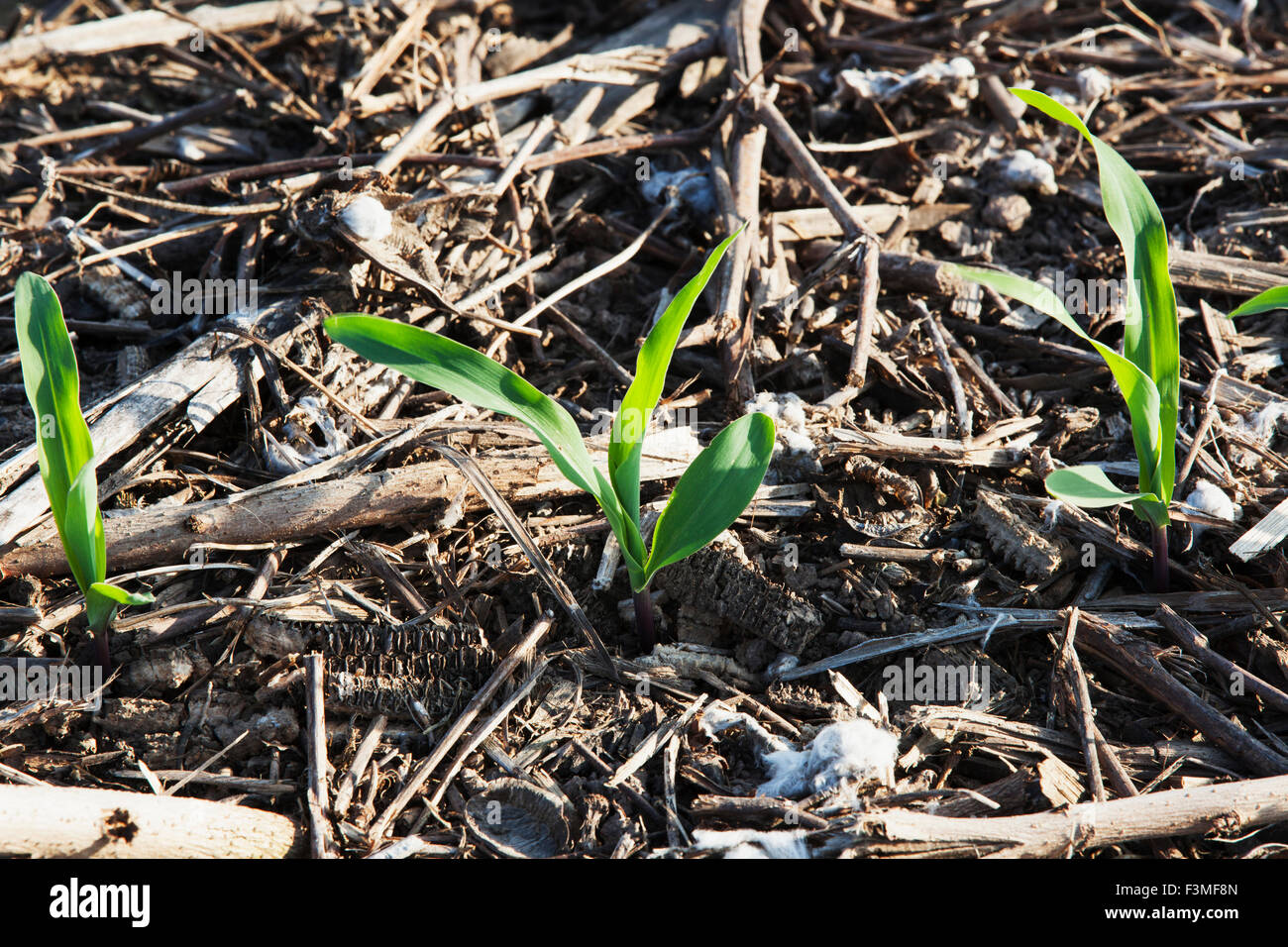 Conventional corn hi-res stock photography and images - Alamy