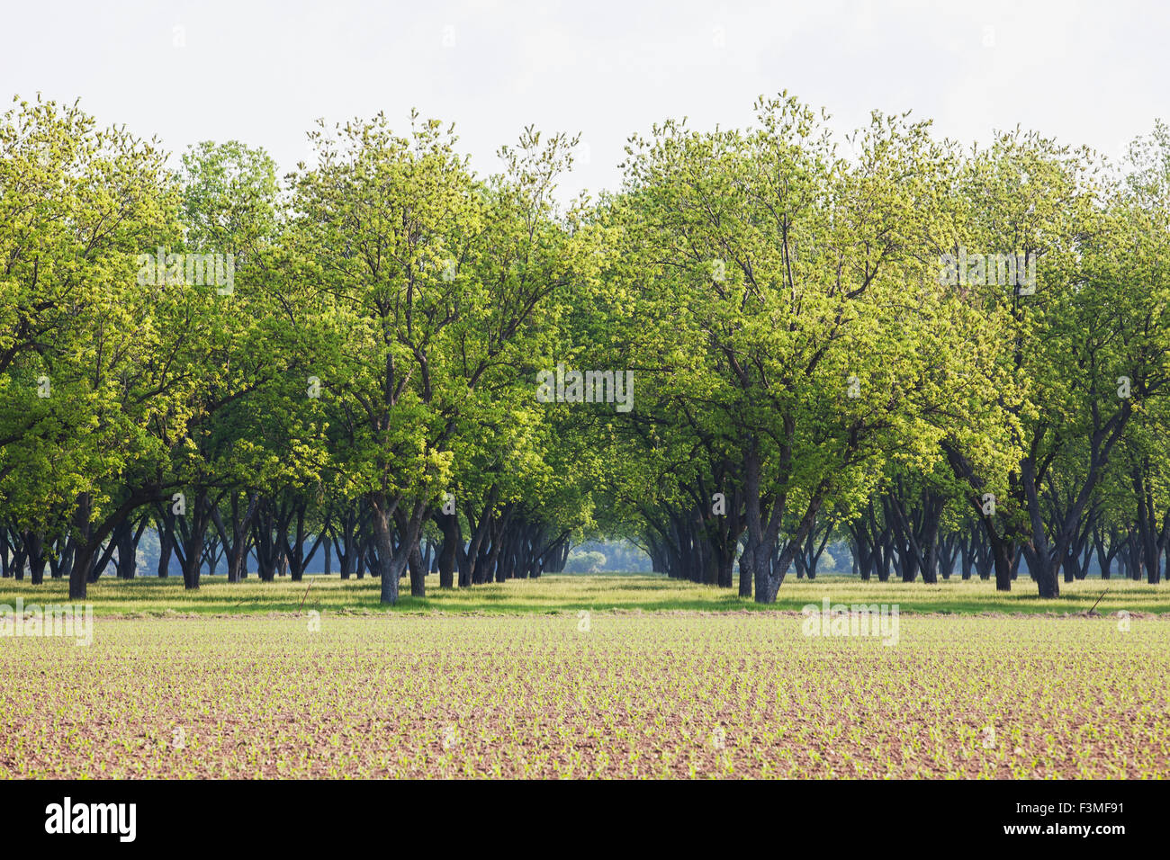 Field crop seedling grove hi-res stock photography and images - Alamy