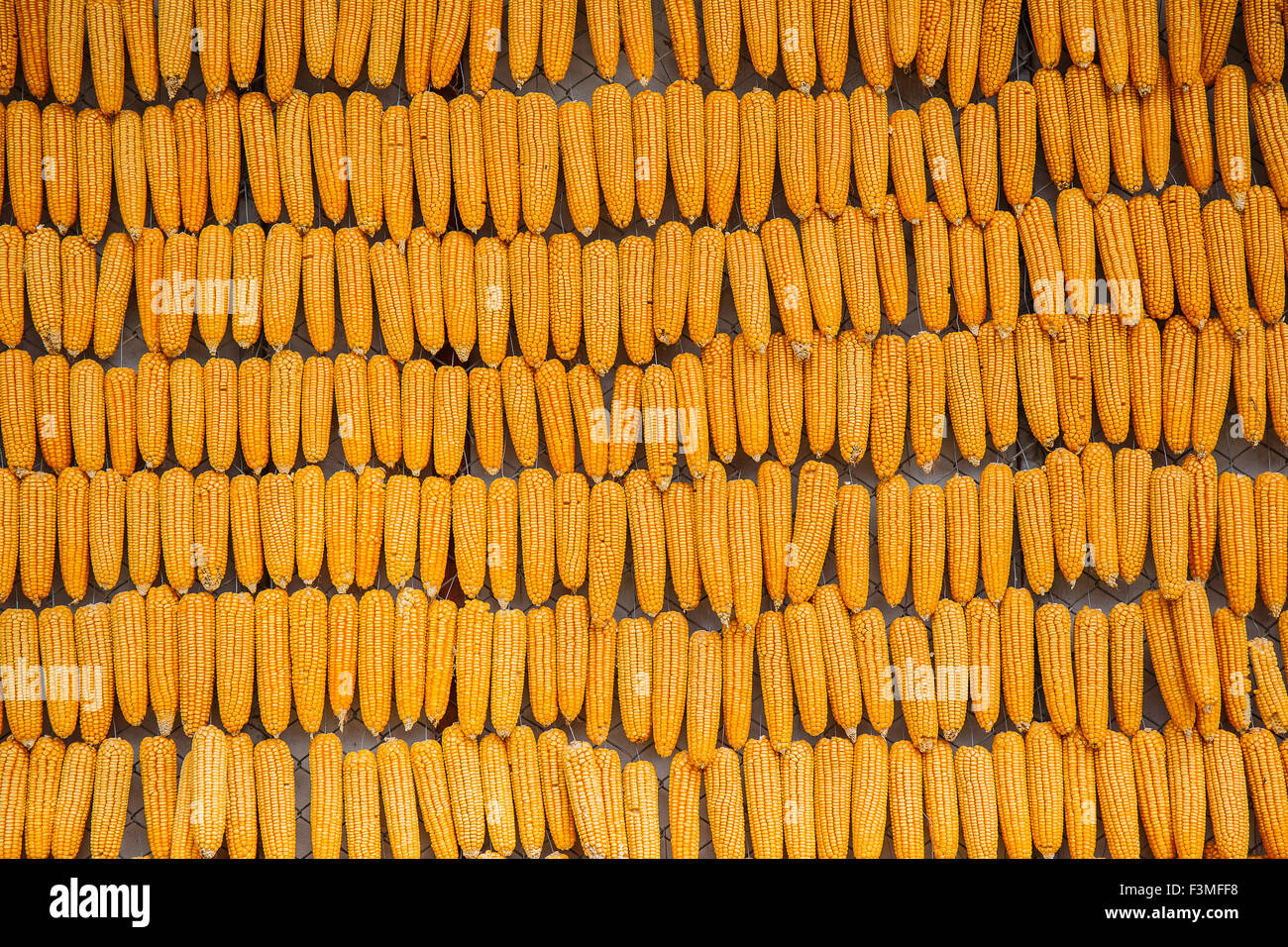 Yellow dried corn bundle together texture Stock Photo - Alamy