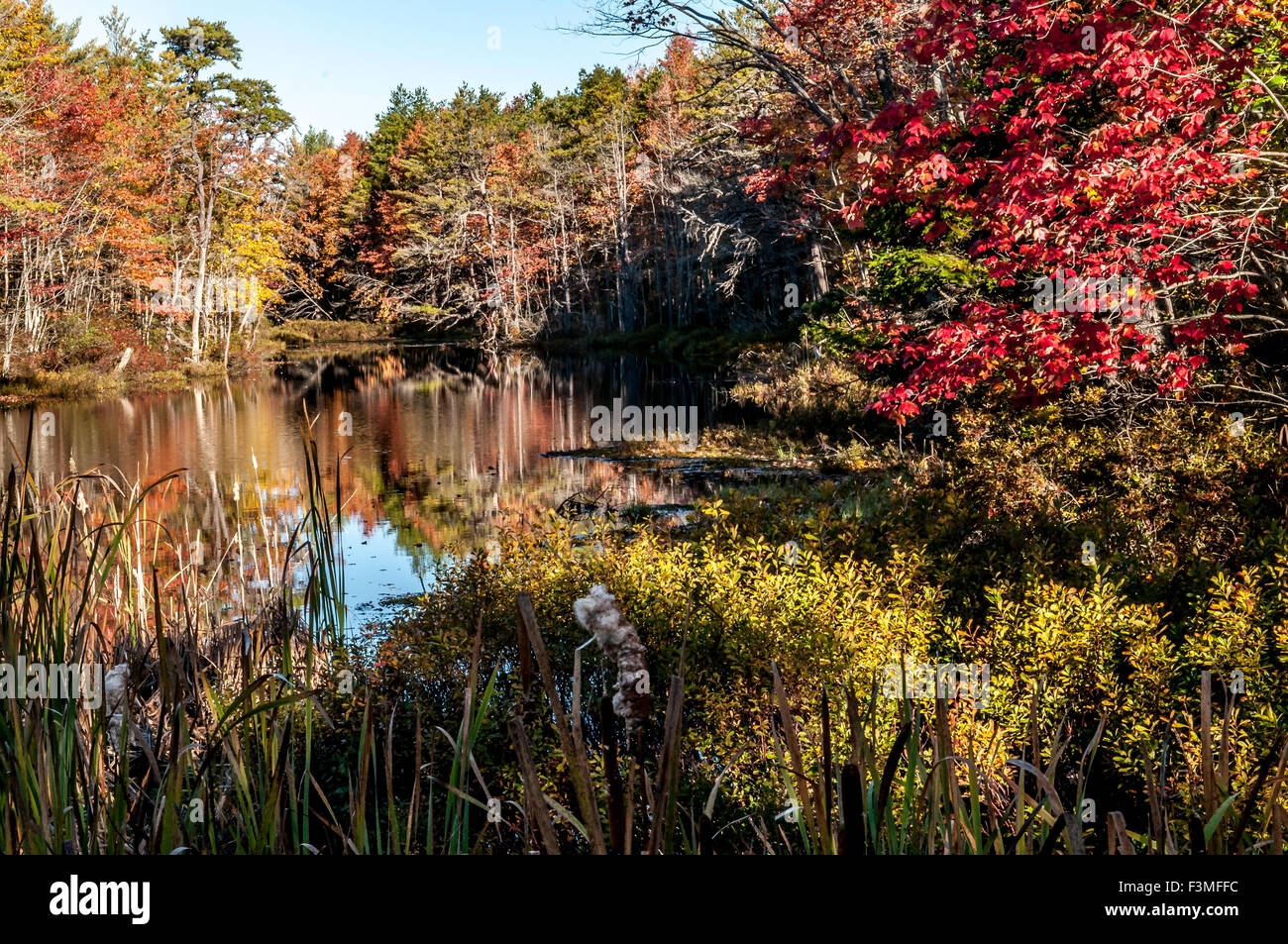 In the fall season trees around ponds turn to bright colors early, and ...