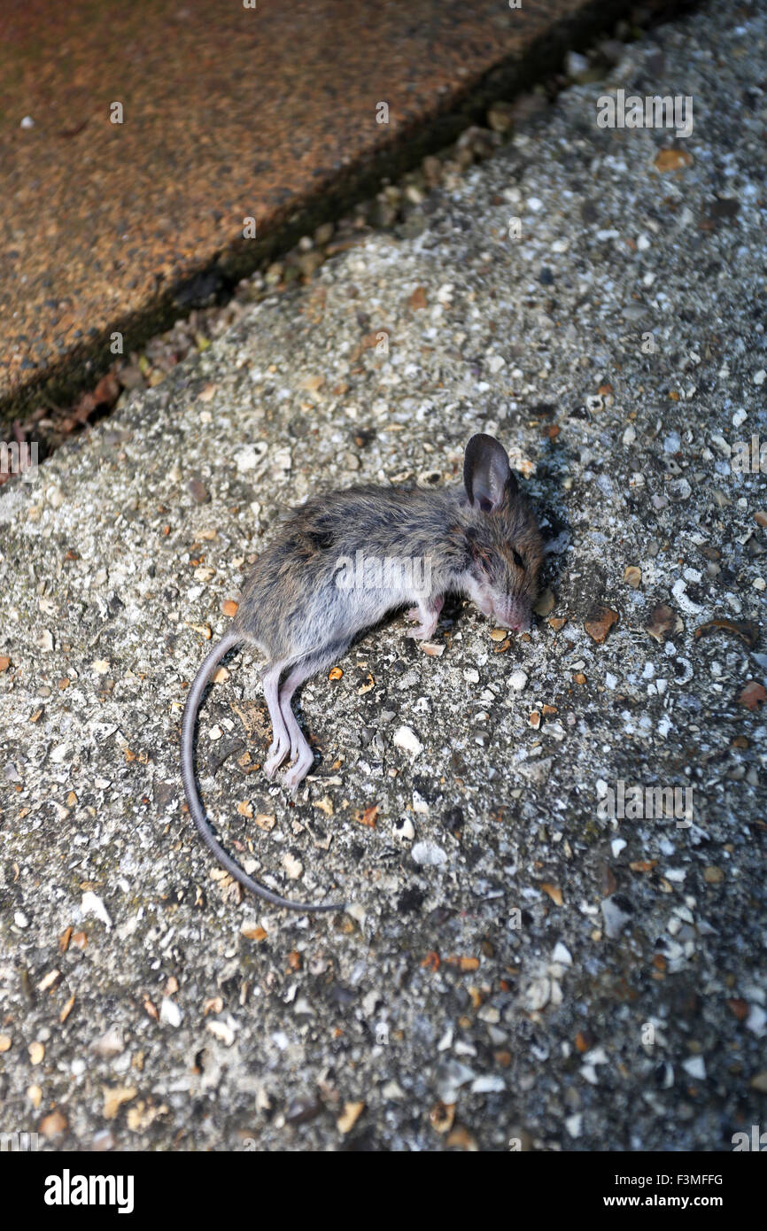 Dead mouse pictured in the street outside a house in Bognor Regis, West ...