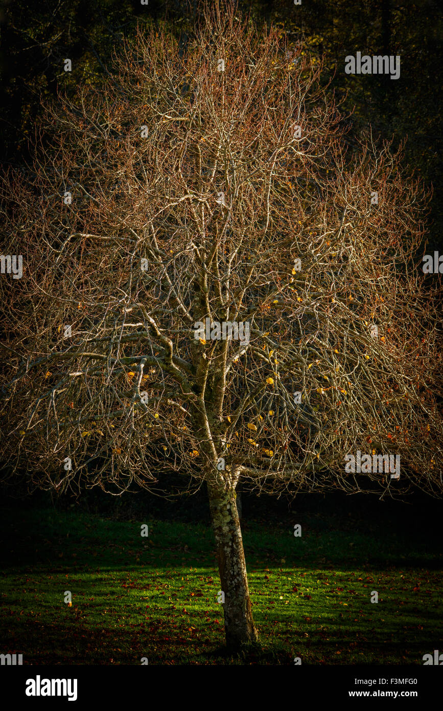 Bare tree on dark background Stock Photo - Alamy