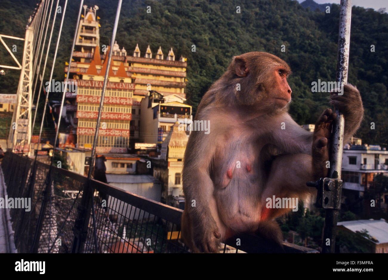 Monkey at Lakshman Jhula bridge. Rishikesh. Uttarakhand. India ...