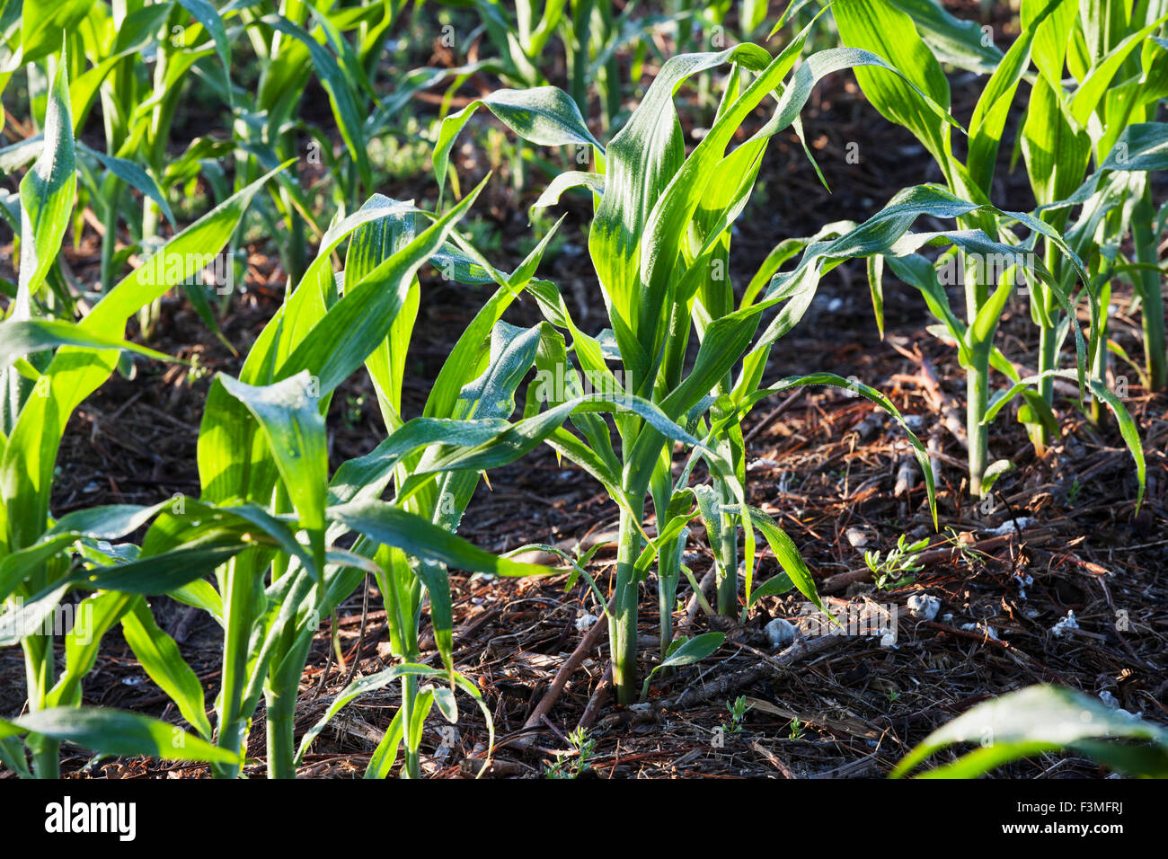 No till farming hi-res stock photography and images - Alamy