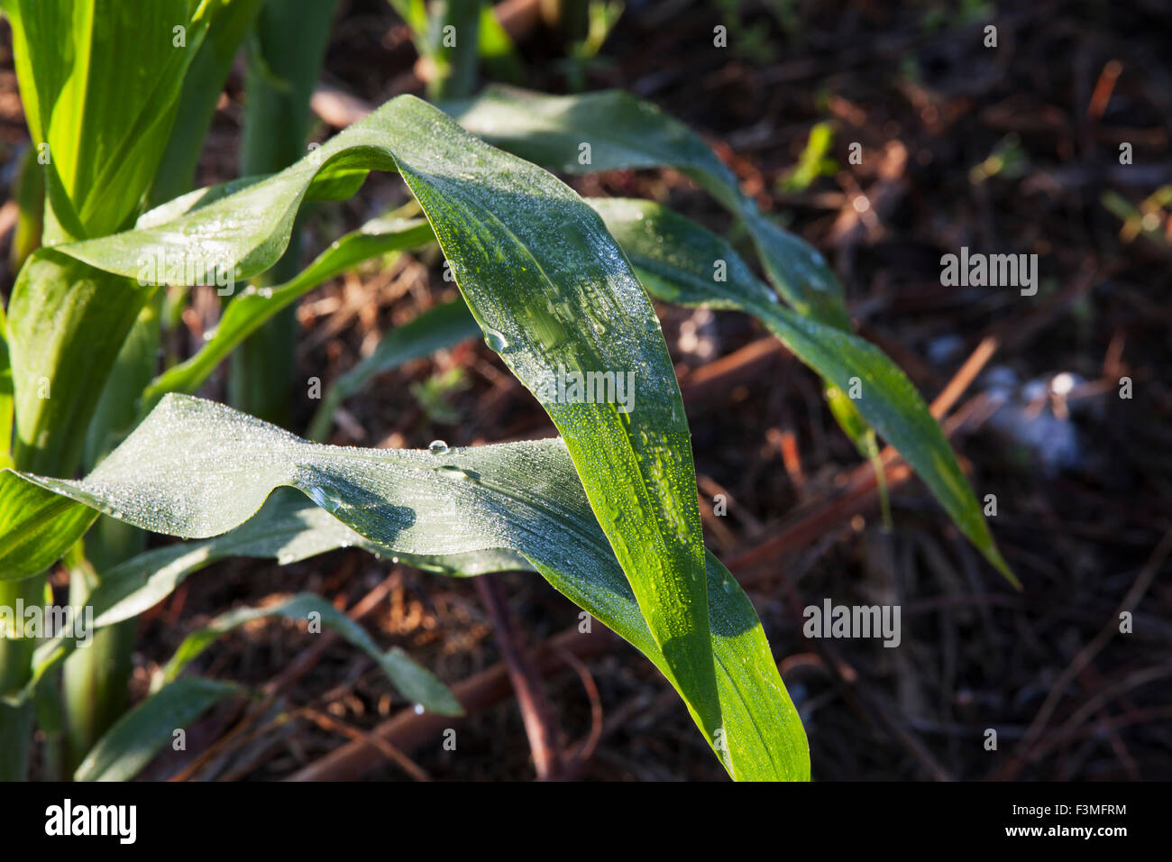 Corn growth stage hi-res stock photography and images - Alamy