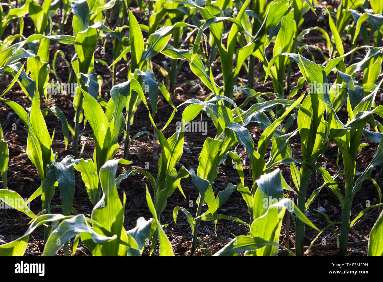 Conventional corn hi-res stock photography and images - Alamy