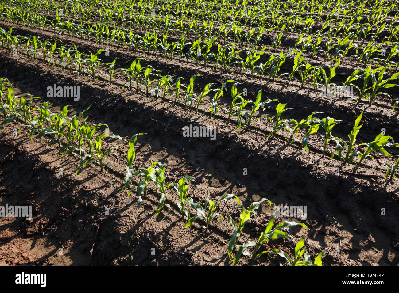 America corn field low angle hi-res stock photography and images - Alamy