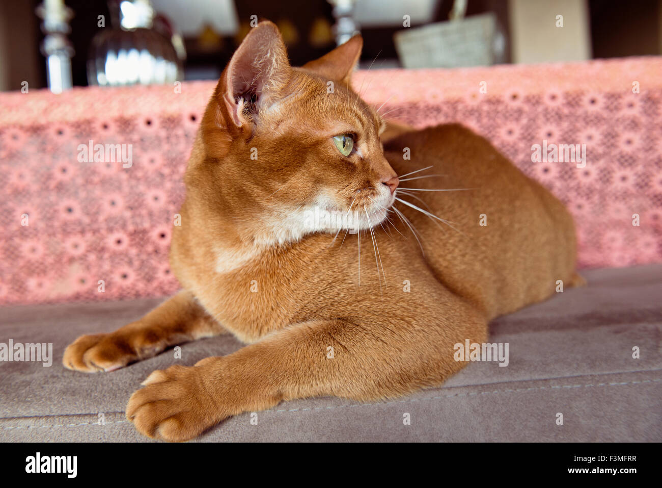 Ginger Abyssinian cat lying down paws out ready to move Stock Photo - Alamy
