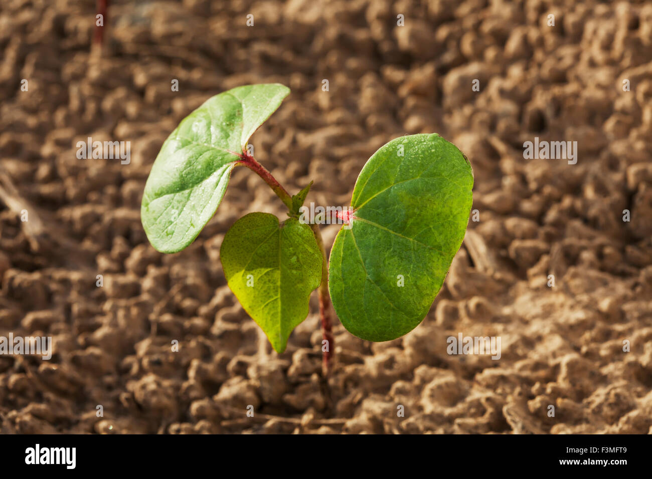 Cotton seedling soil hi-res stock photography and images - Alamy
