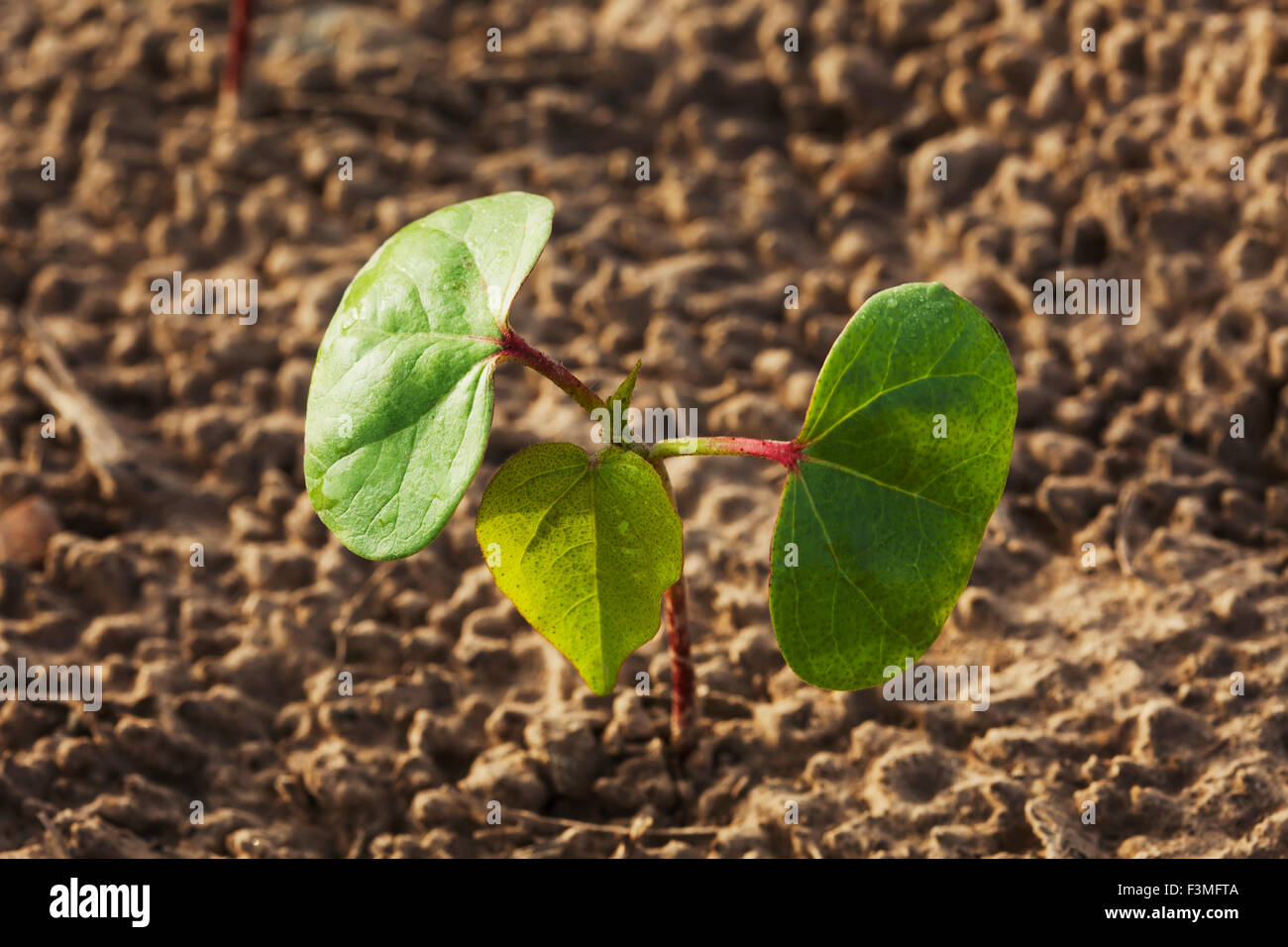 Cotton seedling soil hi-res stock photography and images - Alamy