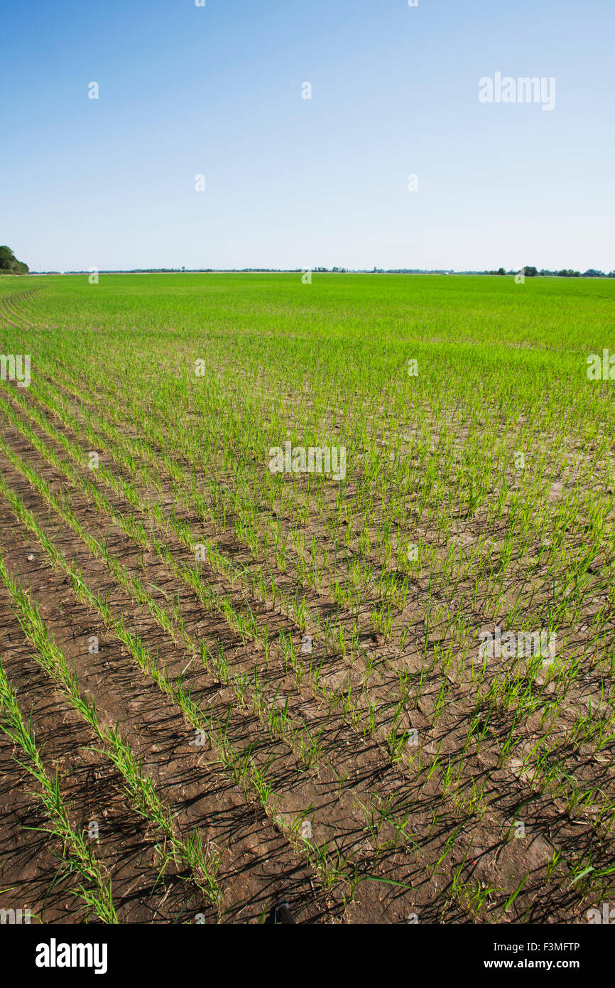 Seedling and farm crop field hi-res stock photography and images - Alamy
