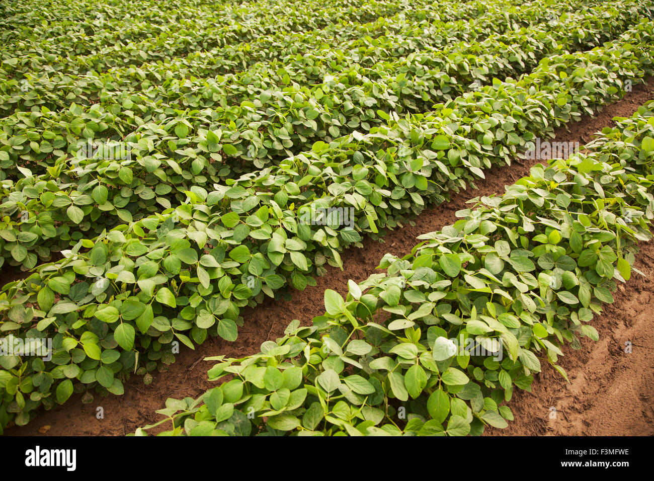 Soybean farm hi-res stock photography and images - Alamy