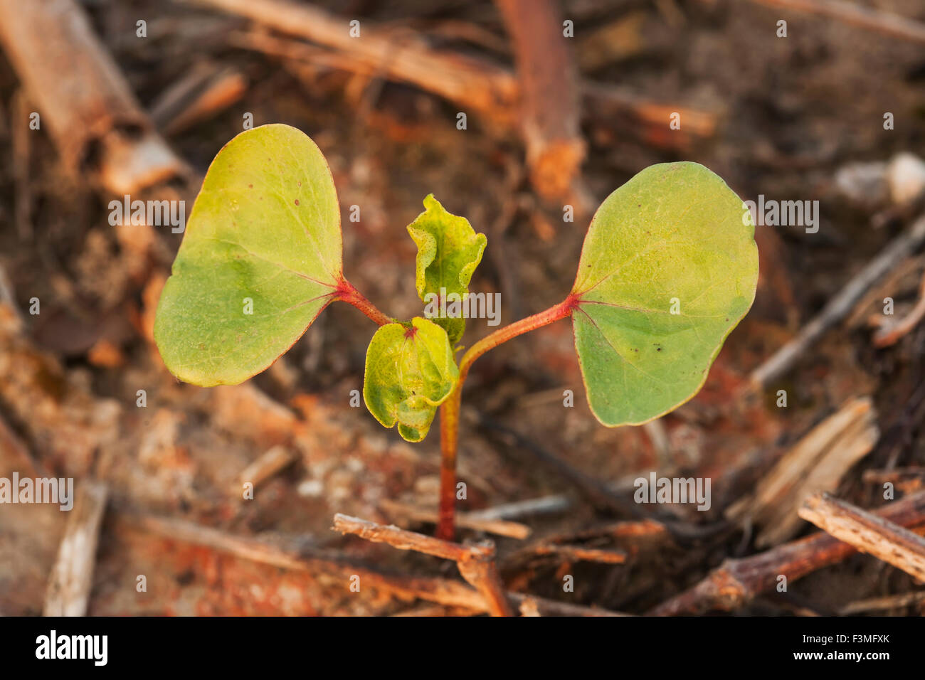 Cotton irrigation hi-res stock photography and images - Alamy