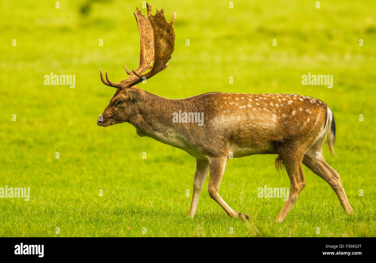 Stag field hi-res stock photography and images - Alamy
