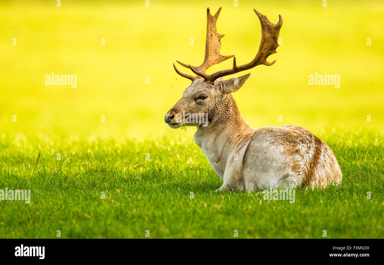 Stag field hi-res stock photography and images - Alamy