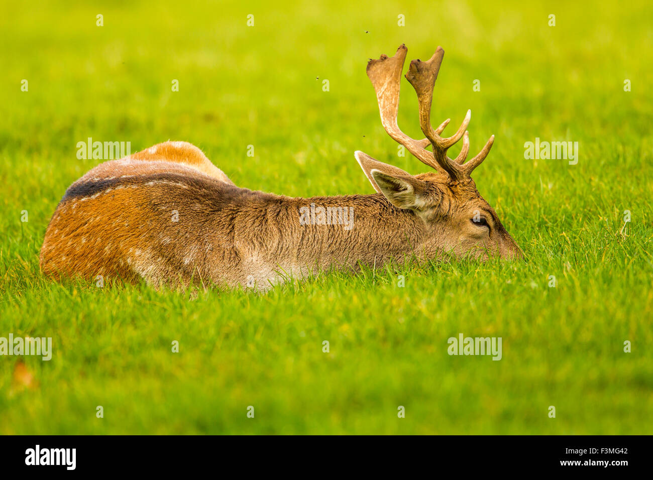 Stag field hi-res stock photography and images - Alamy