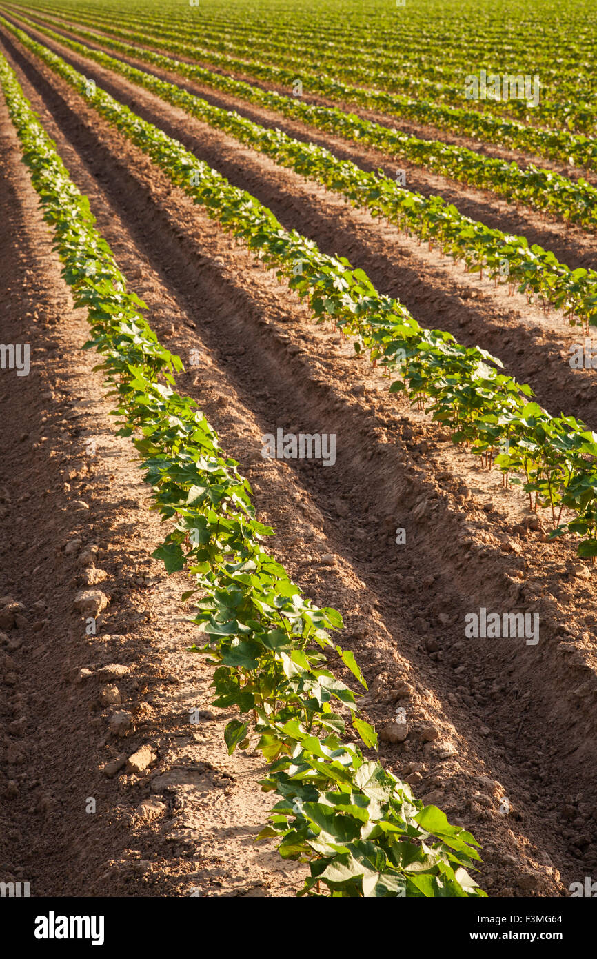 Furrow weed hi-res stock photography and images - Alamy