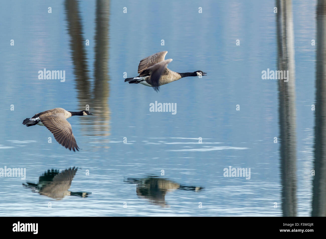 Two geese flying above water Stock Photo - Alamy