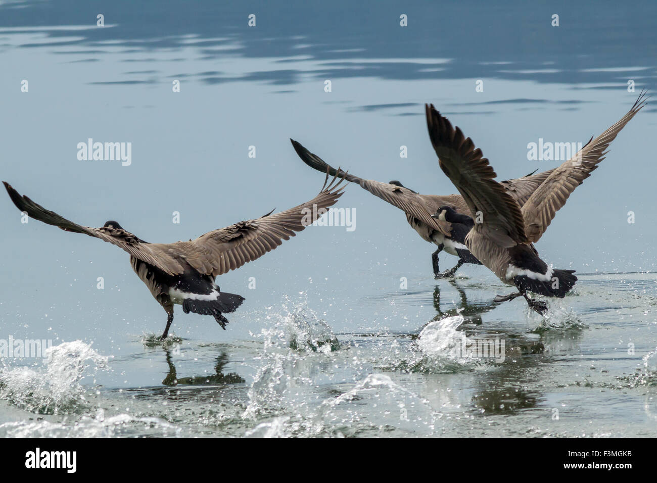 Geese splashing water while taking off Stock Photo - Alamy