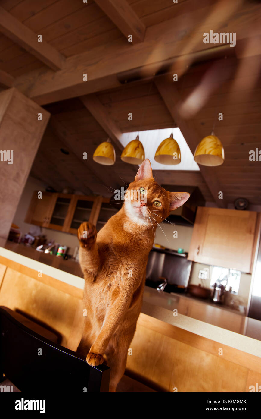 Abyssinian cat balancing on a stool in the kitchen swiping toward the ...