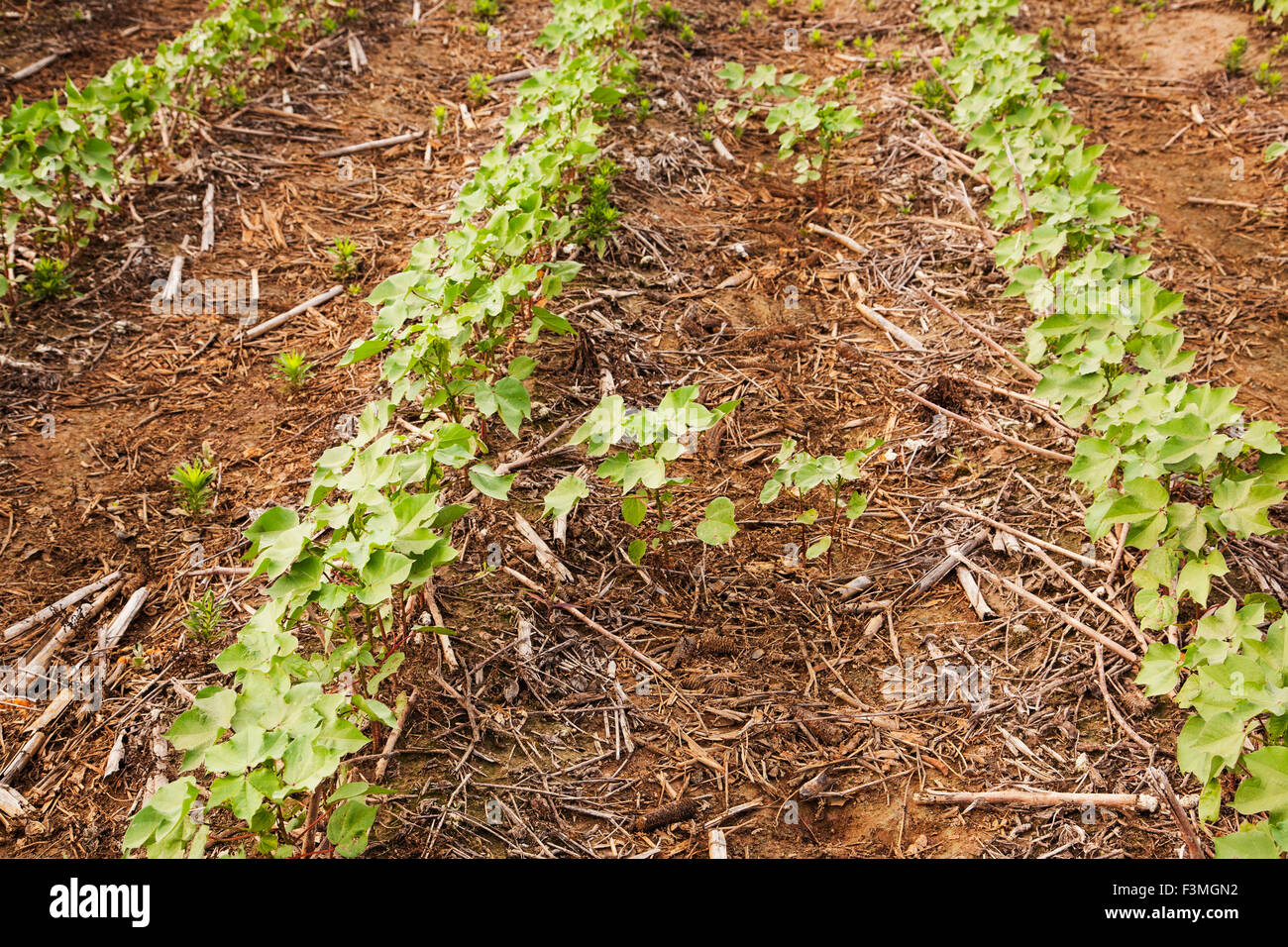 Cotton weed hi-res stock photography and images - Alamy