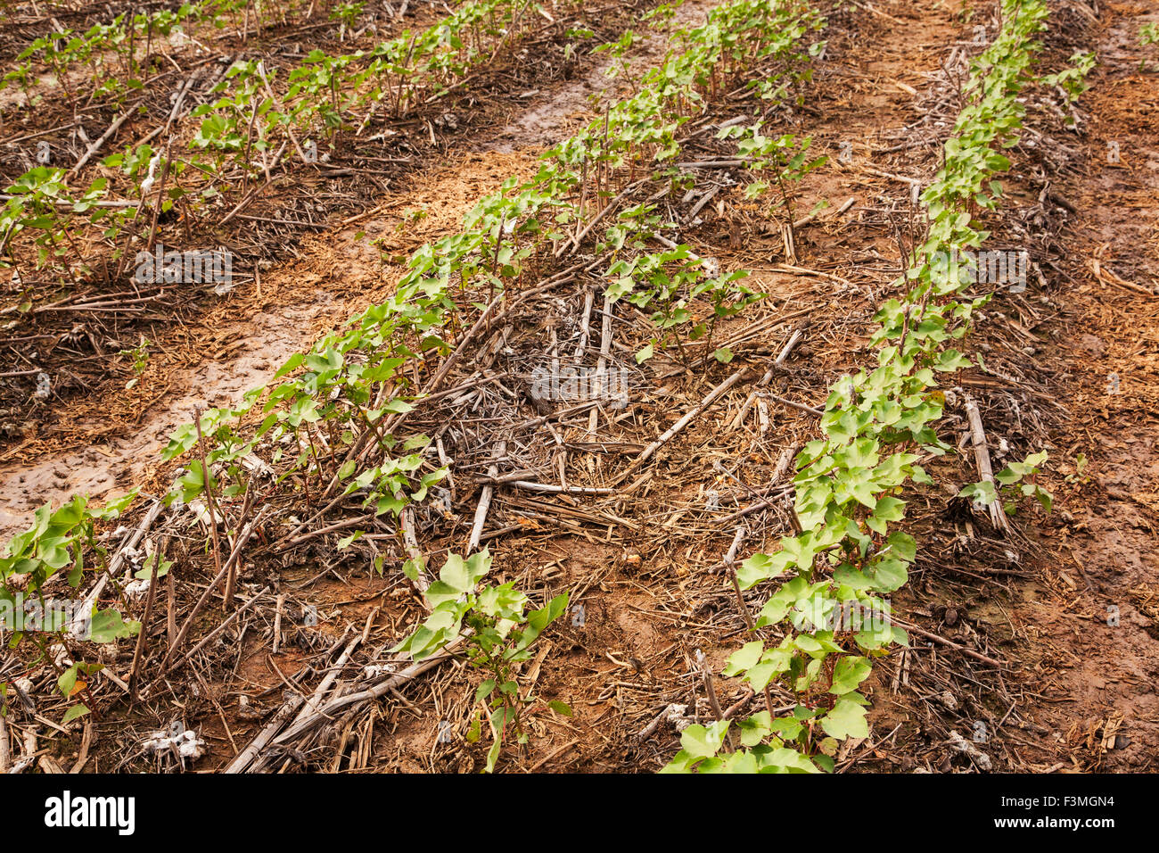 Cotton weed hi-res stock photography and images - Alamy