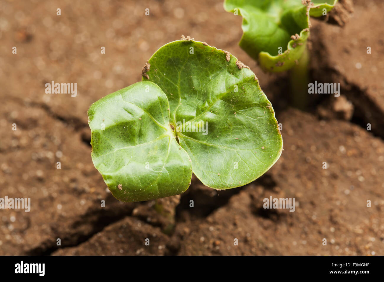 Cotton Seedling