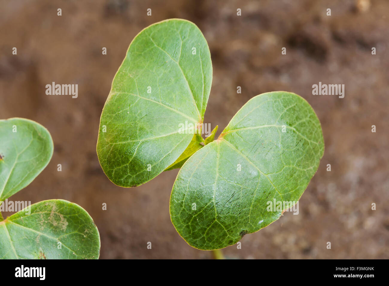 Cotton seedling hi-res stock photography and images - Alamy