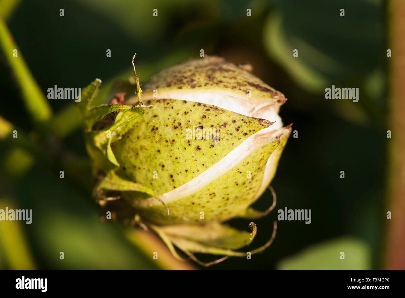 Opening cotton boll hi-res stock photography and images - Alamy