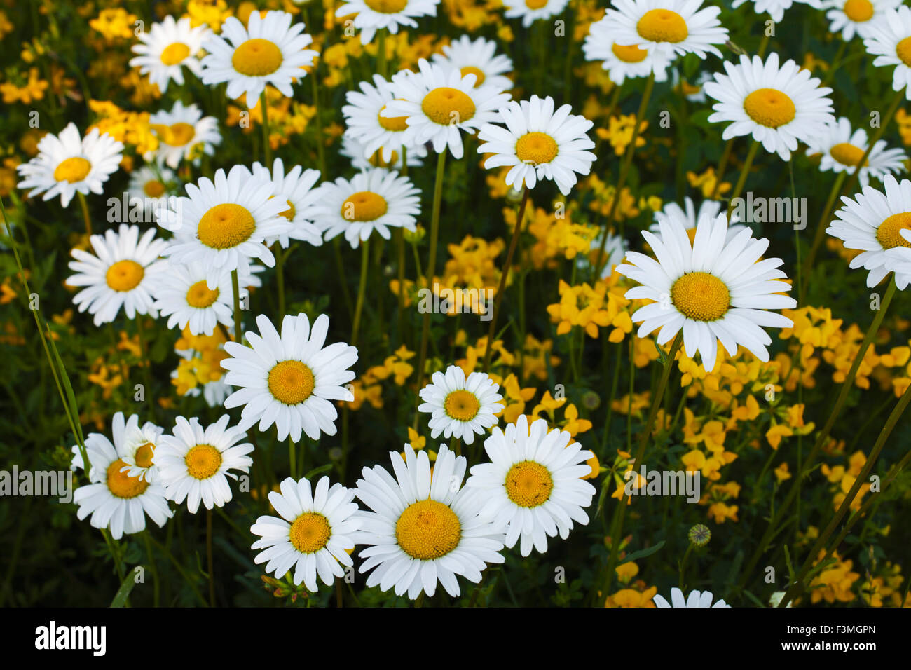 Waterloo head hi-res stock photography and images - Alamy