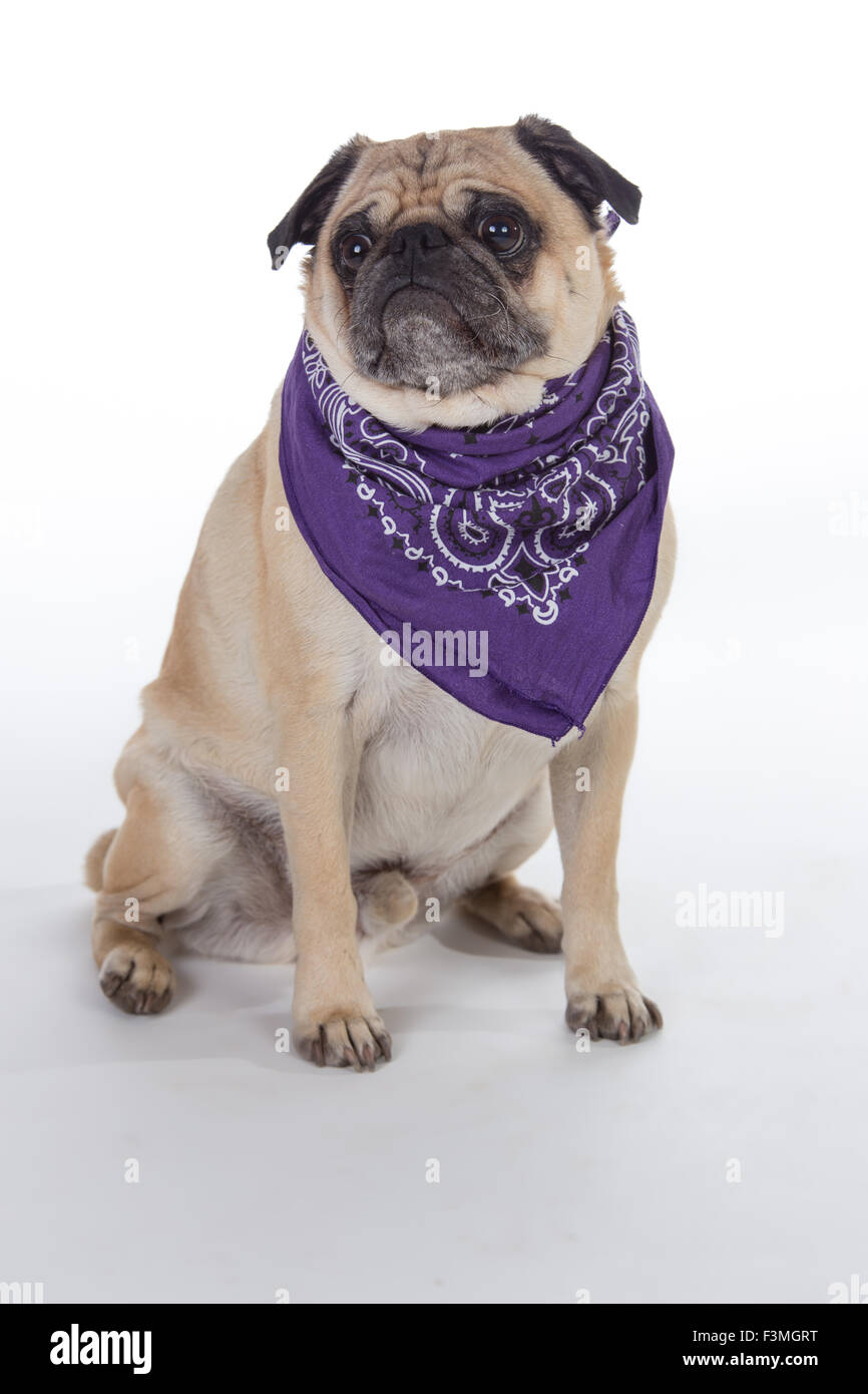 Humorous pug wearing purple bandanna Stock Photo - Alamy