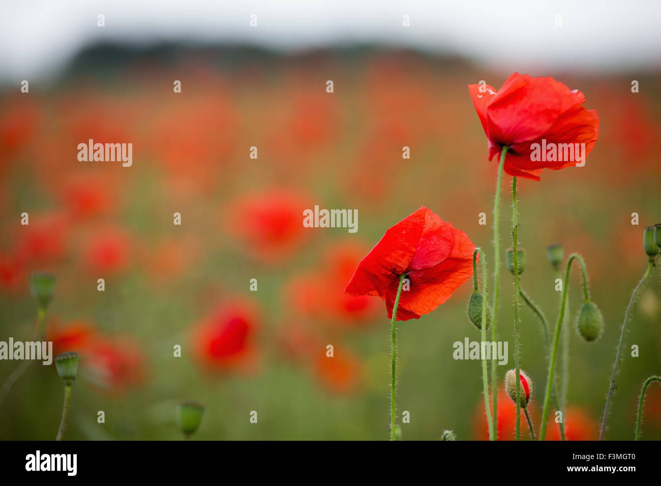 Dead poppy field hi-res stock photography and images - Alamy