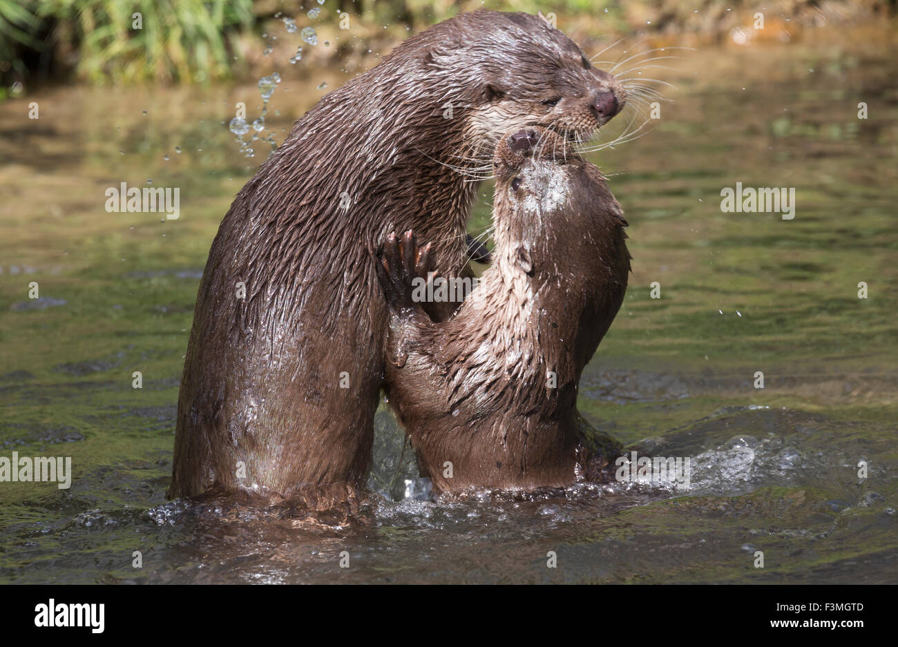 Two otter playing in water hi-res stock photography and images - Alamy