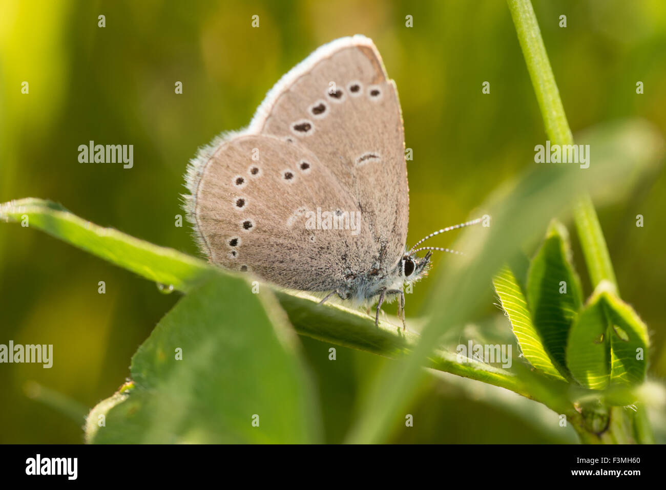 A silvery blue butterfly, Glaucopsyche lygdamus, hiding among plants in ...