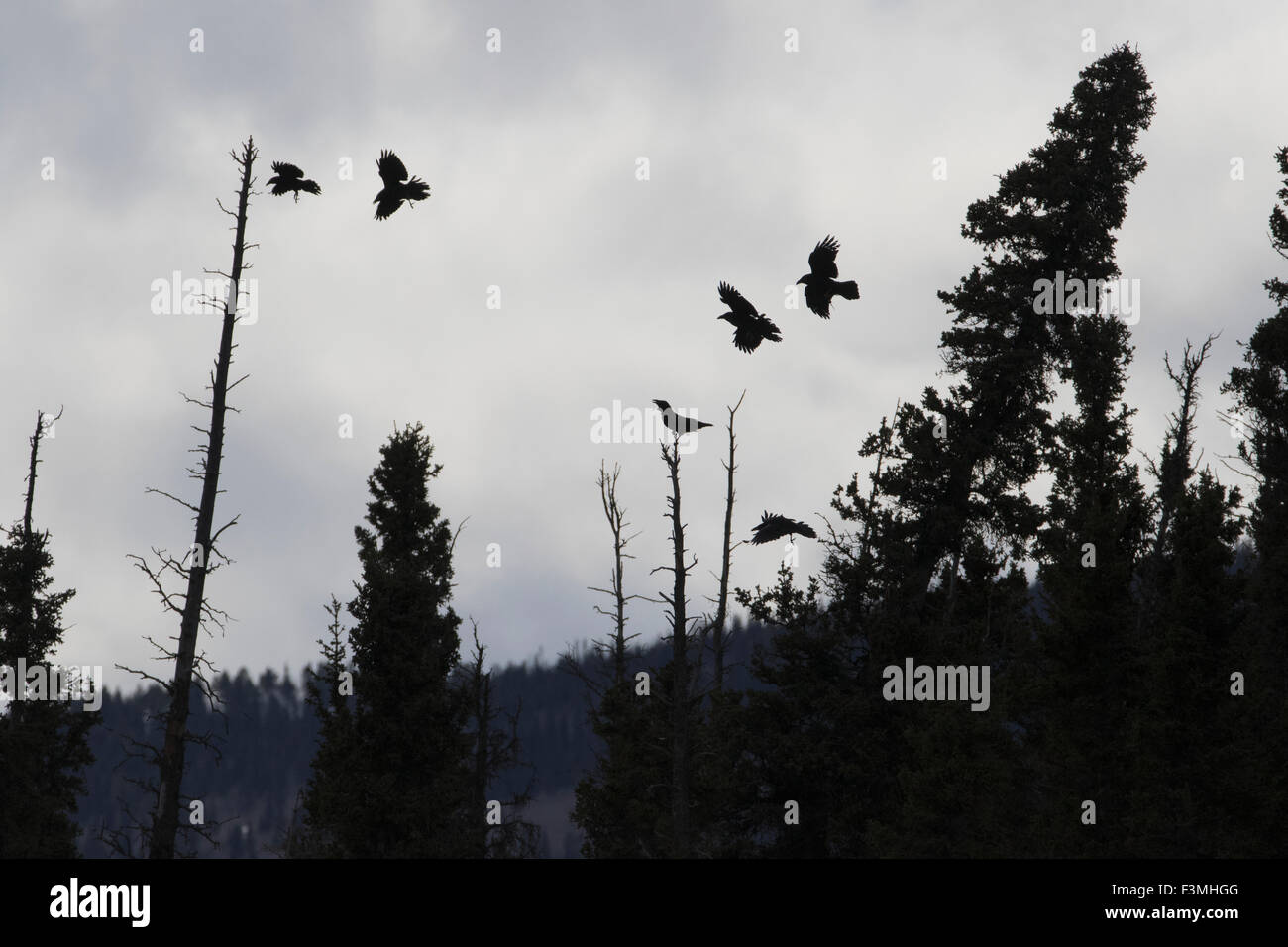 Raven flying from tree in hi-res stock photography and images - Alamy