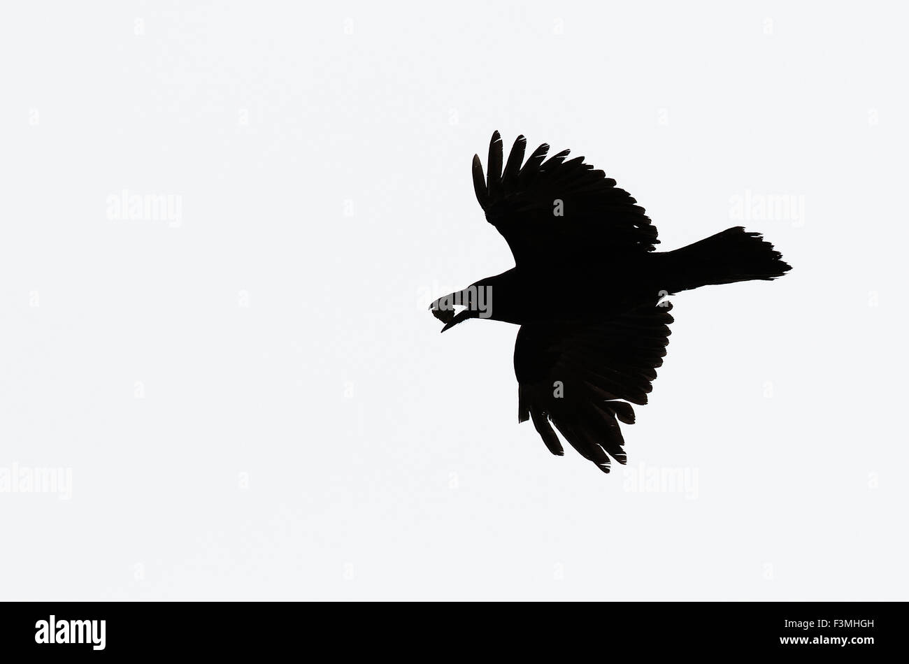 Raven in flight canada hi-res stock photography and images - Alamy