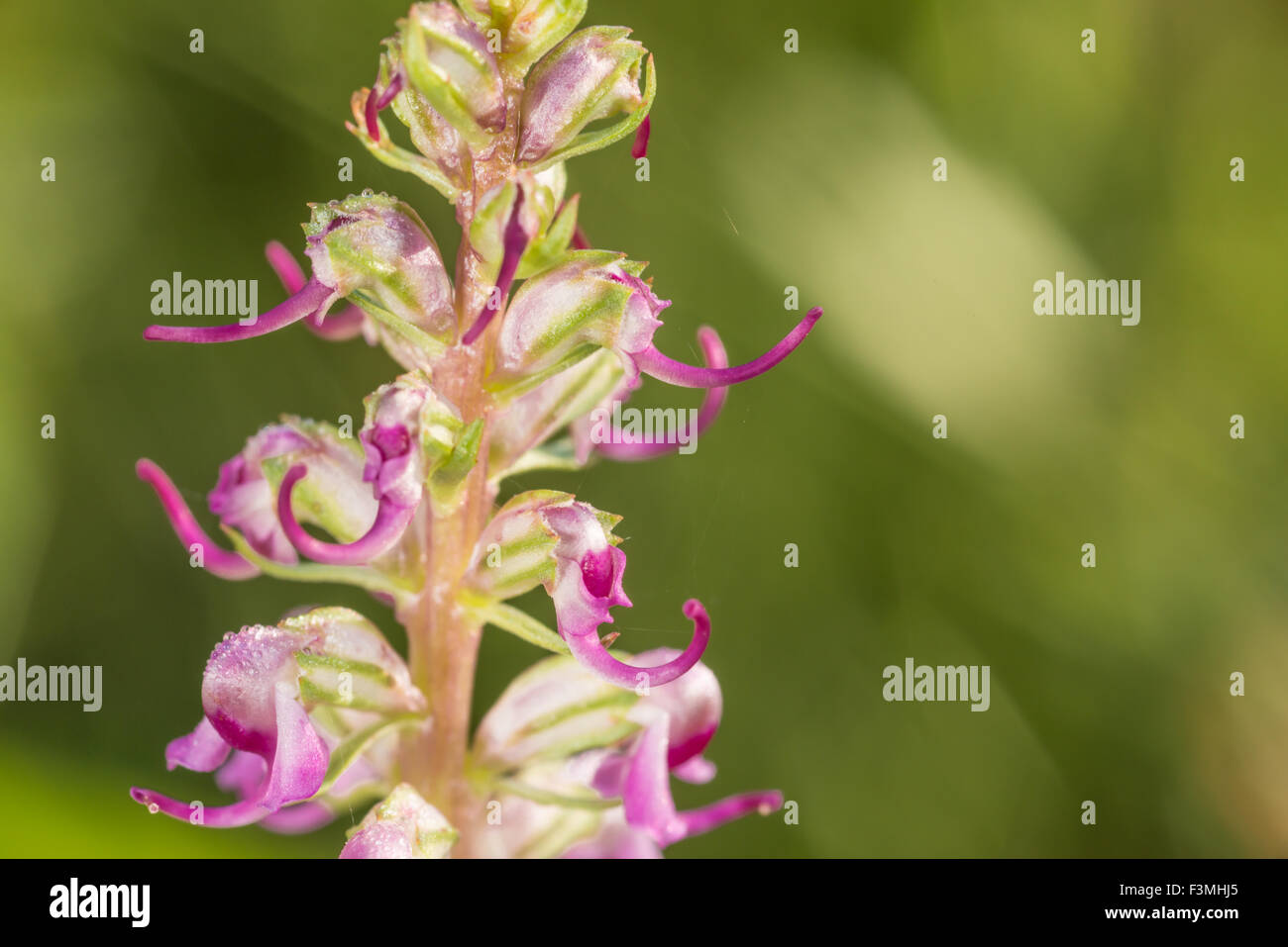 Elephants head hi-res stock photography and images - Alamy