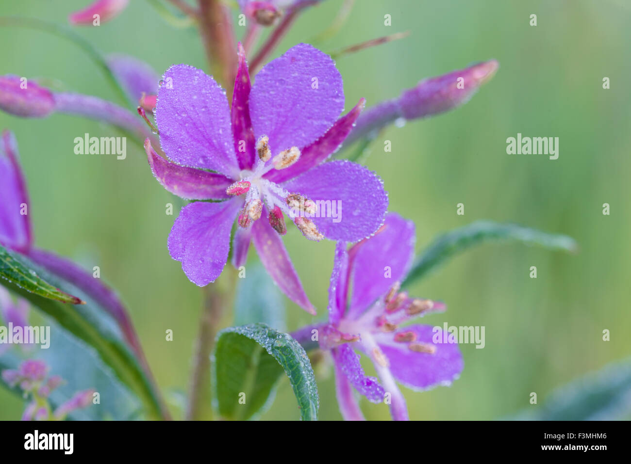 Closeup of dew-covered fireweed blossoms, Chamerion angustifolium ...