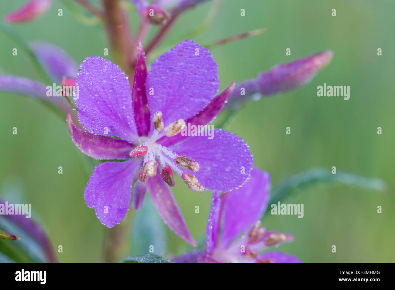 Closeup of dew-covered fireweed blossoms, Chamerion angustifolium ...
